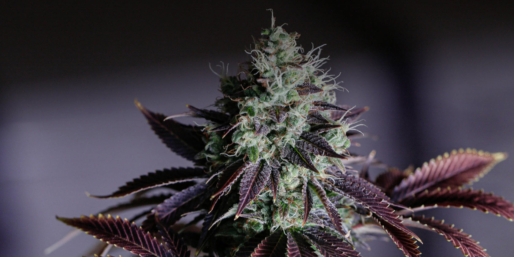 Apples and Bananas Strain Profile | Mission Dispensaries