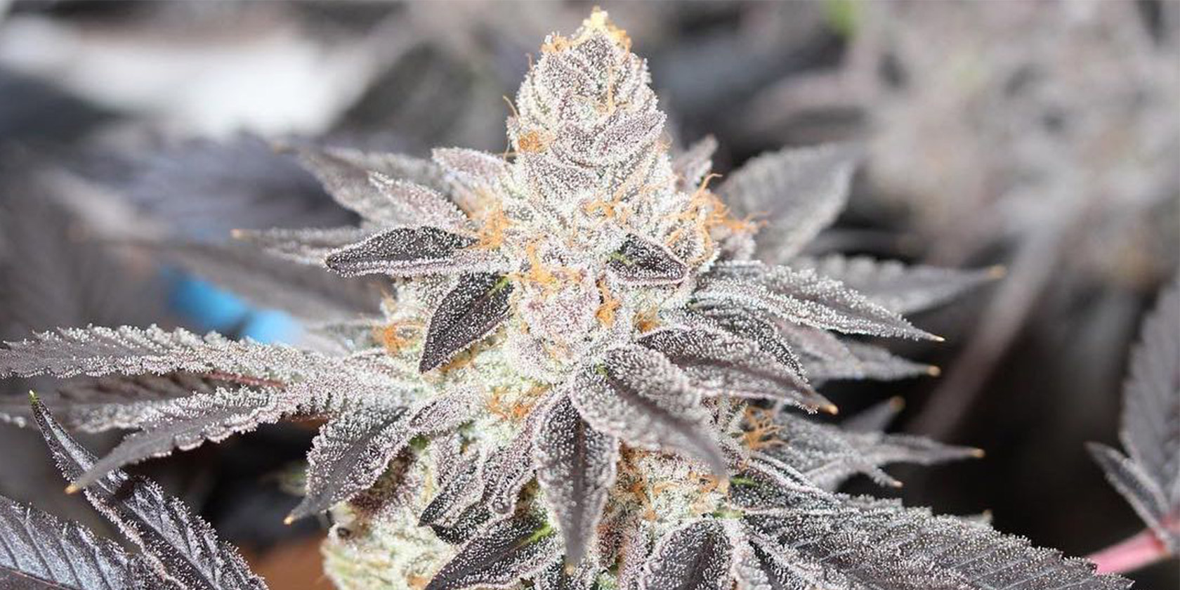 A Sweet and Gentle Hybrid: Moonbow Strain Profile | Mission