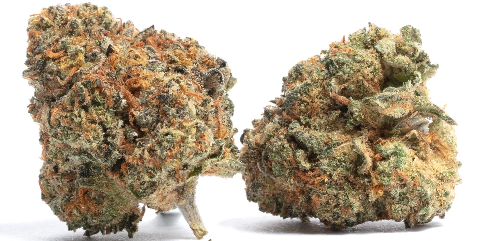 The Soap Strain: A High Potency Hybrid | Mission Dispensaries