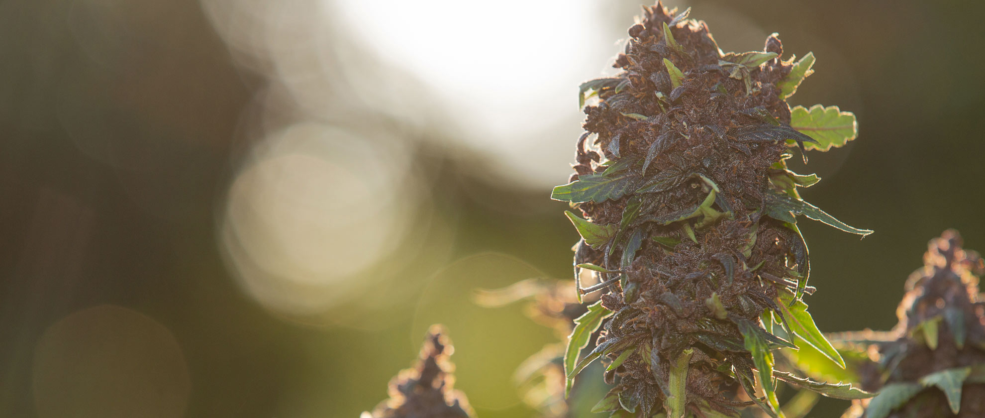 Wilson Zero Strain: Unforgettable Flavor & Effects | Mission