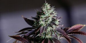 Planet of the Grapes: A Potent & Sociable Strain | Mission