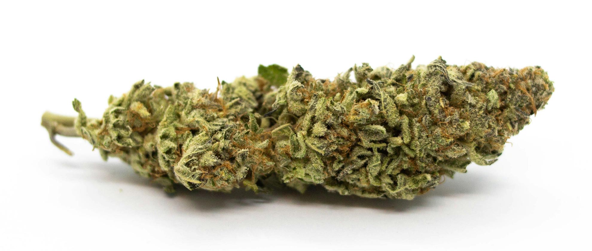 Motorbreath Strain: A Gassy Blast of THC | Mission